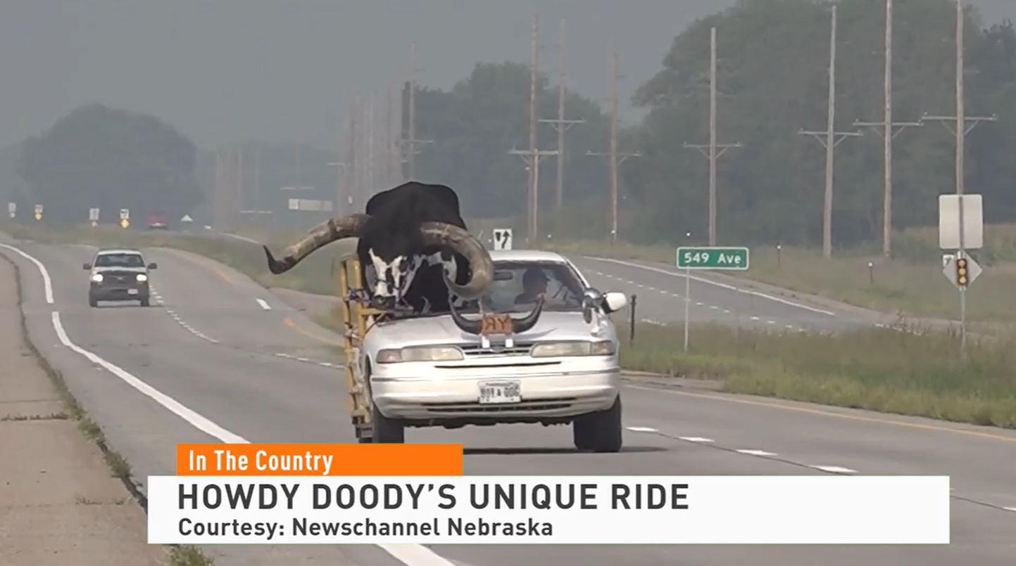 Meet Howdy Doody: The Famous Watusi Bull | Drovers